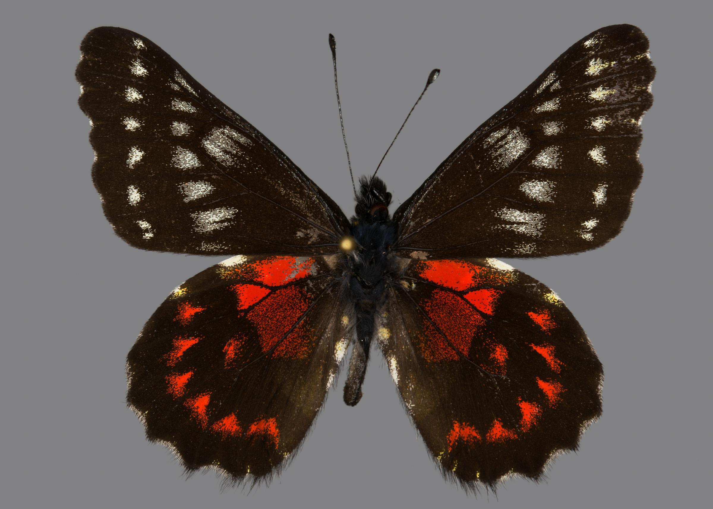 C. seitzi zana F. Brown, 1939 → [GBIF]